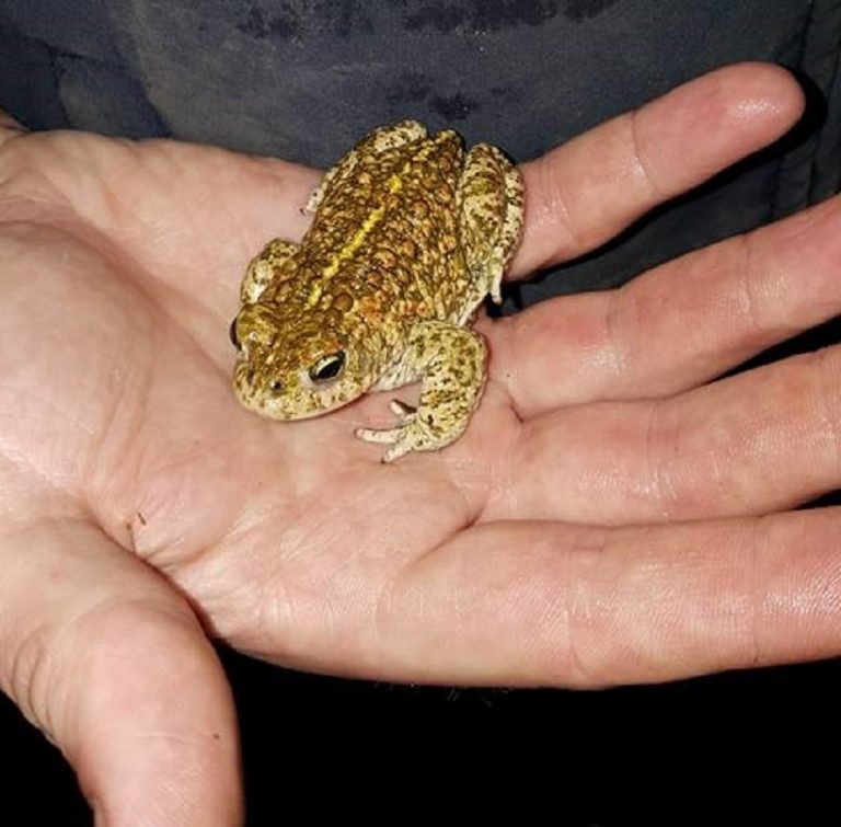 natterjack-toad - UK Parks